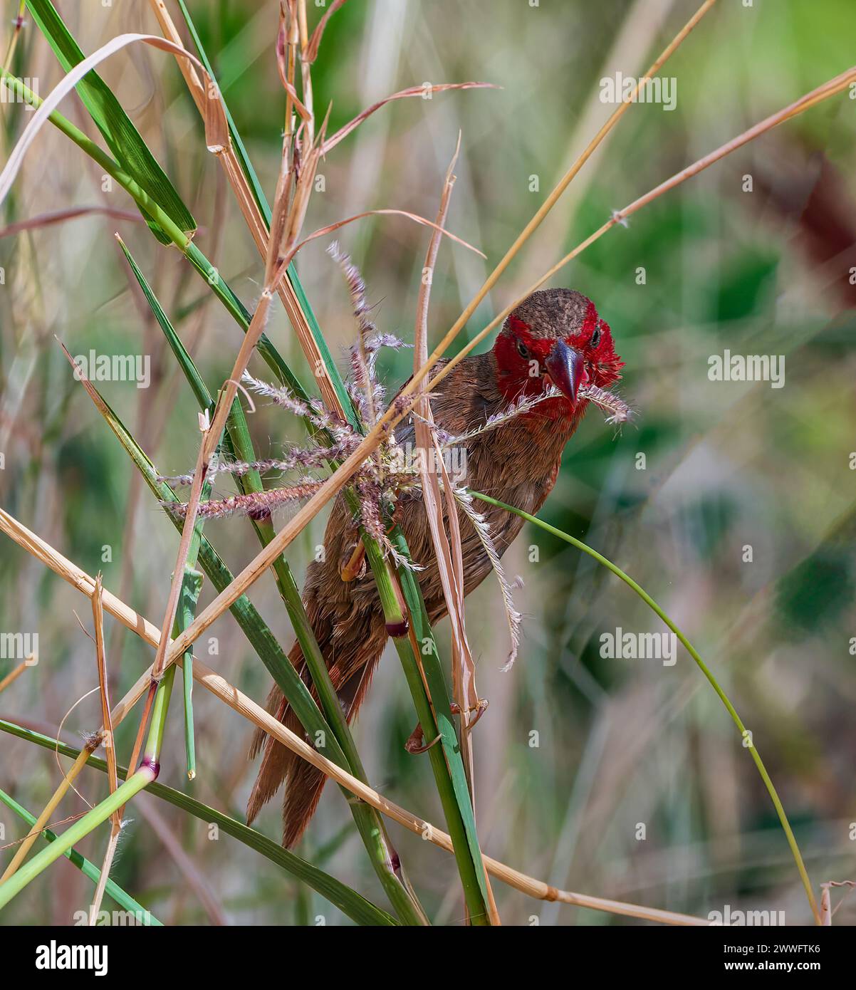 A juvenile Crimson Finch (Neochmia phaeton) foraging and with grass ...