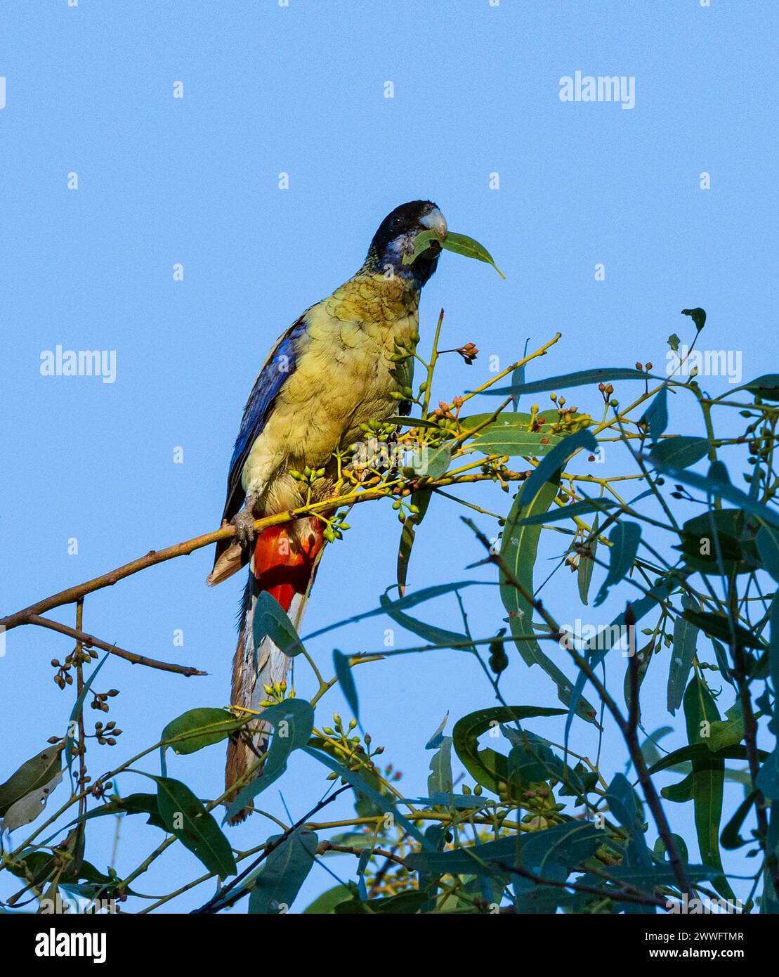 Northern Rosella (Platycercus venustus) feeding with a leaf in its beak ...
