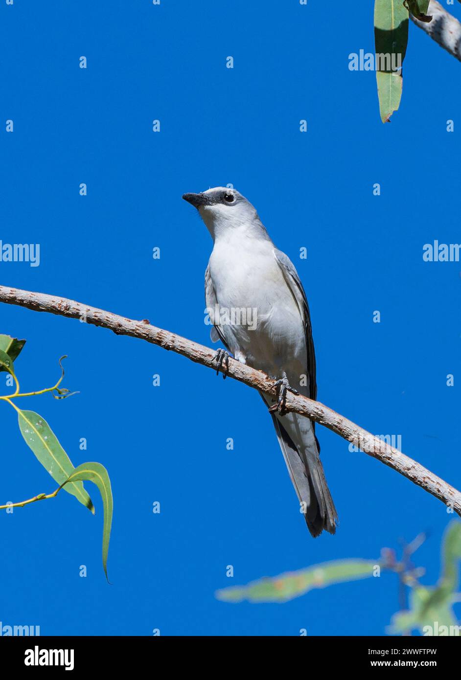 White-bellied Cuckoo-shrike (Coracina papuensis) perched on a branch ...