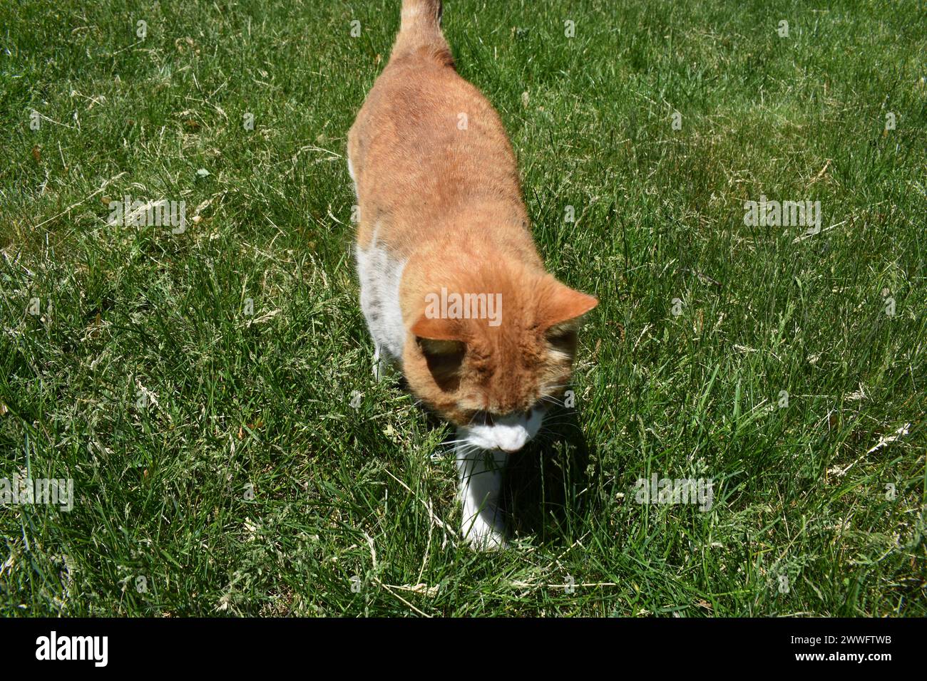 An orange and white farm cat stalking an unseen mouse Stock Photo - Alamy