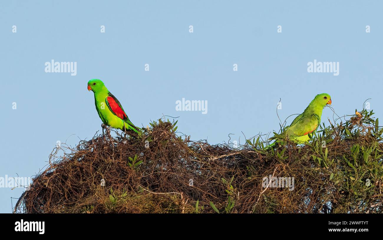 Parrot couple hi-res stock photography and images - Alamy