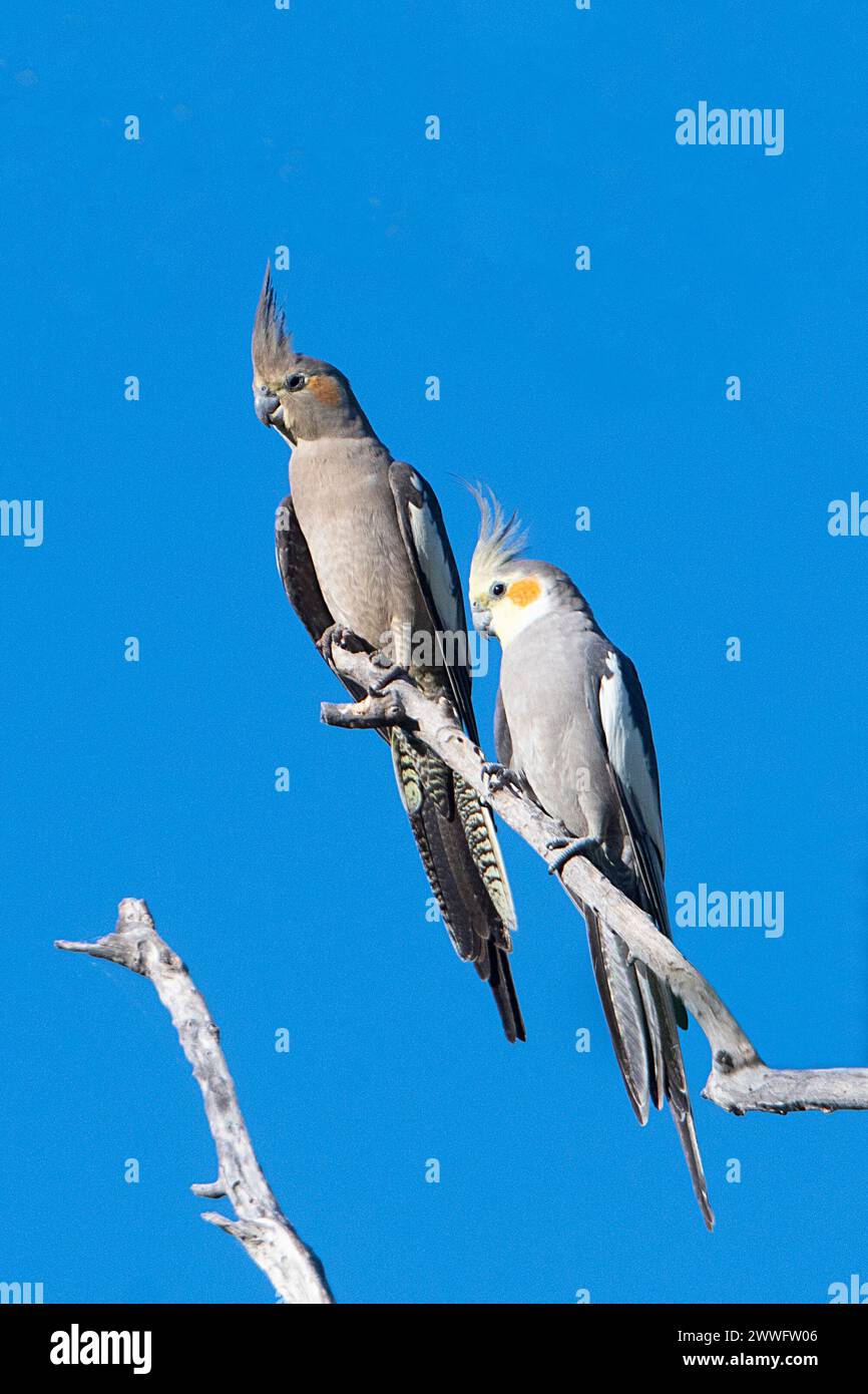 Cockatiels hi-res stock photography and images - Alamy