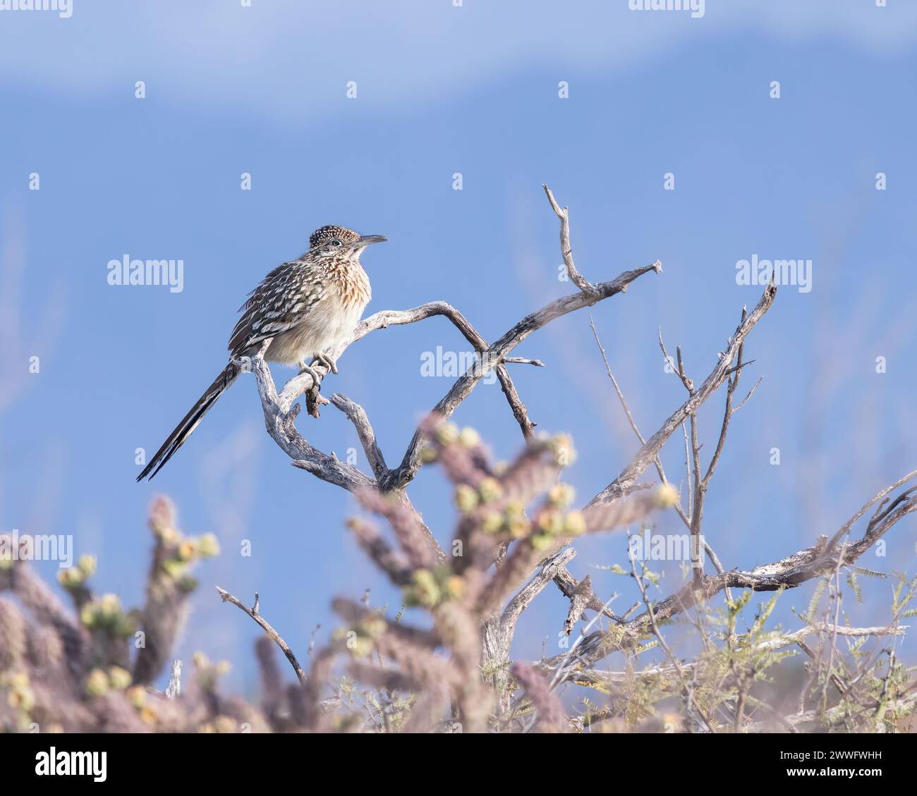 Greater roadrunner mexico hi-res stock photography and images - Alamy