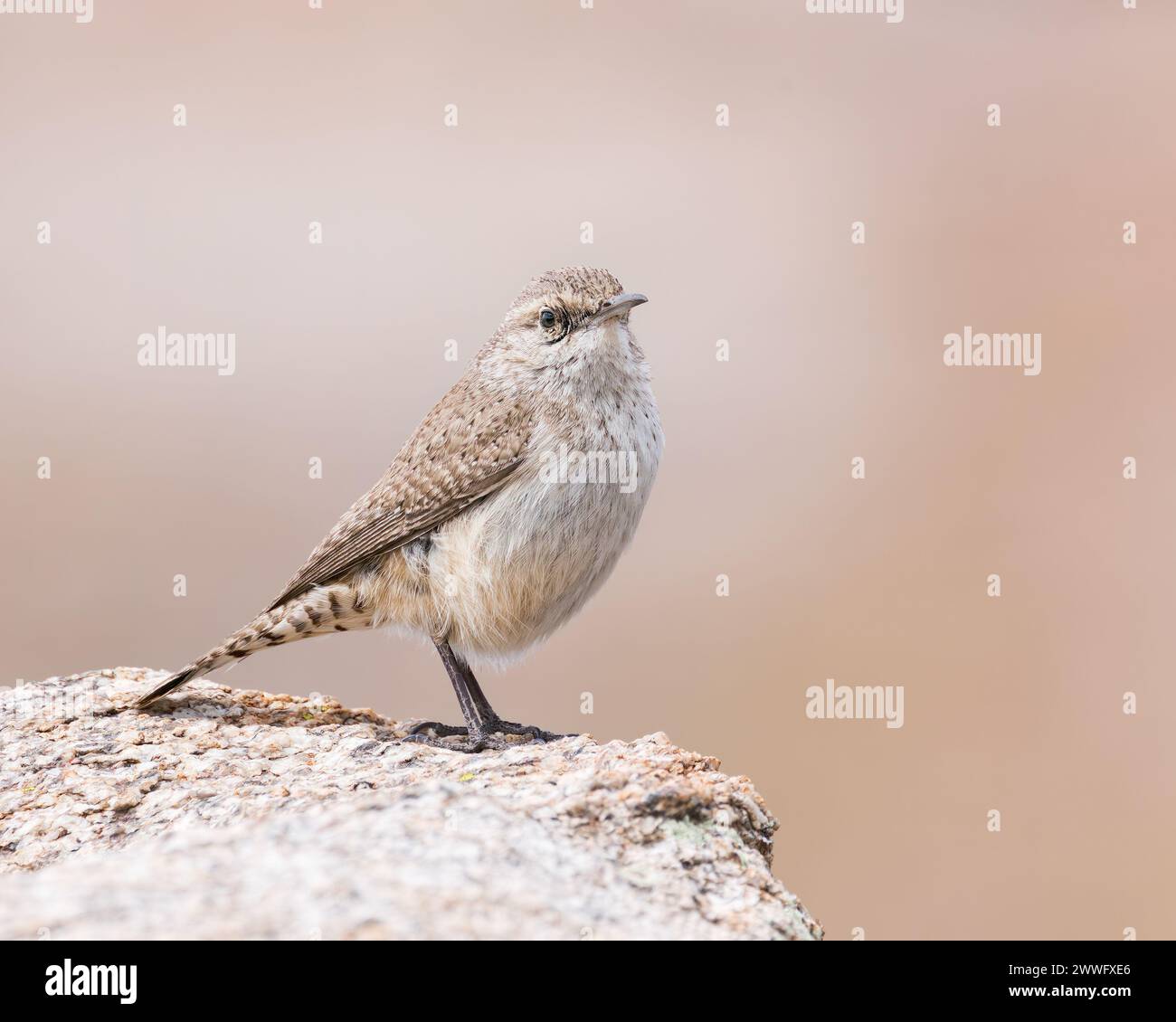 A Rock Wren perches on a rock Stock Photo - Alamy