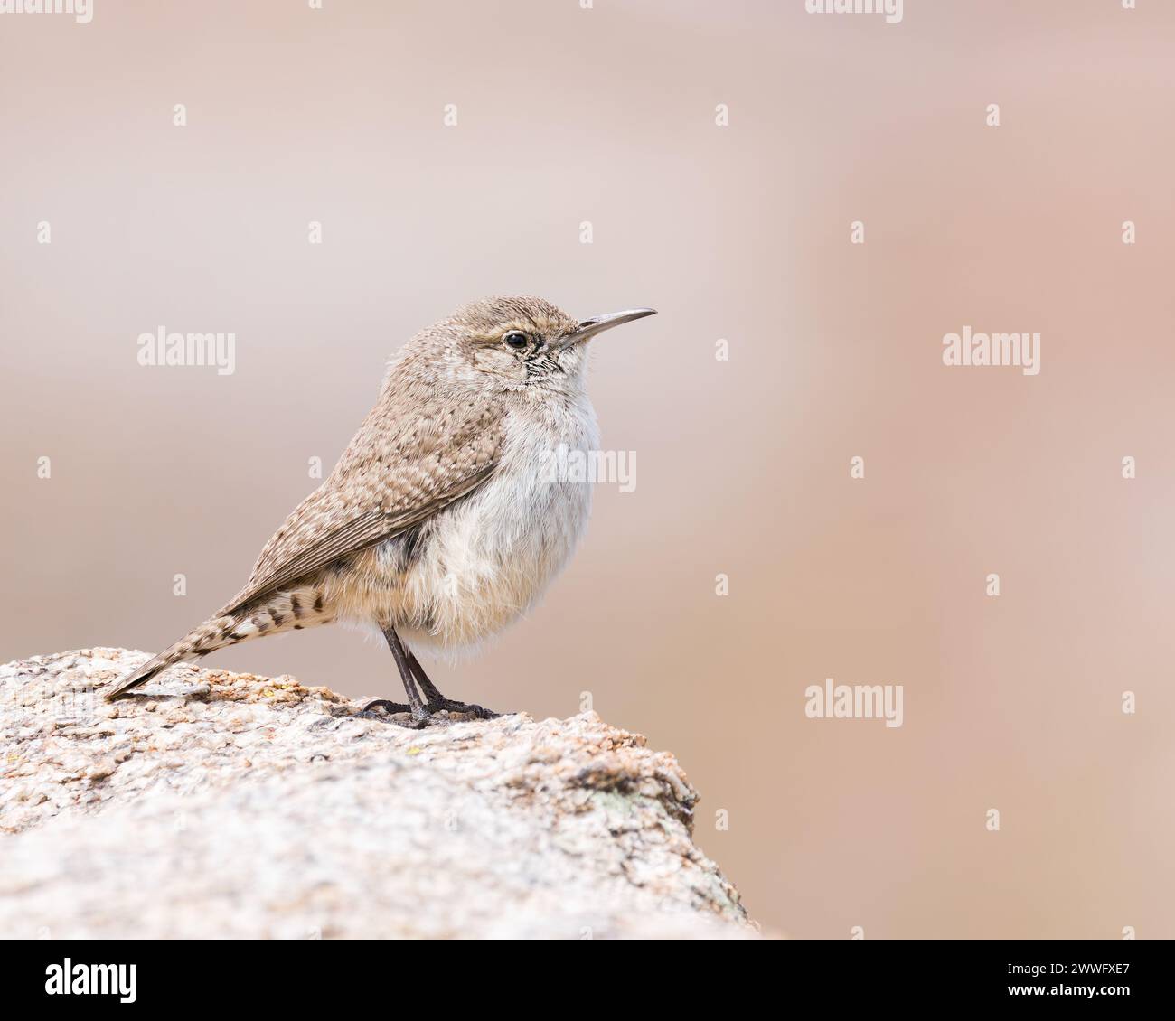 Rock wren small bird hi-res stock photography and images - Alamy