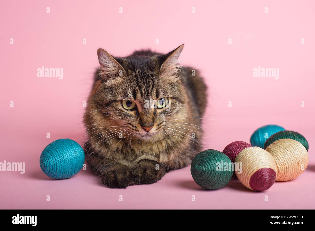 Tabby cat and easter eggs on pink background. Funny Easter background ...