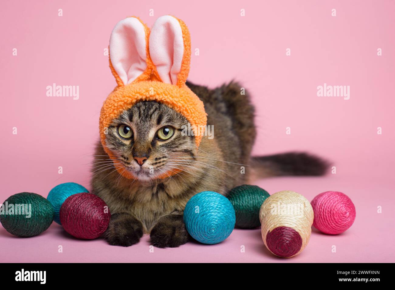 Easter Bunny. Tabby cat with bunny ears and easter eggs on pink ...