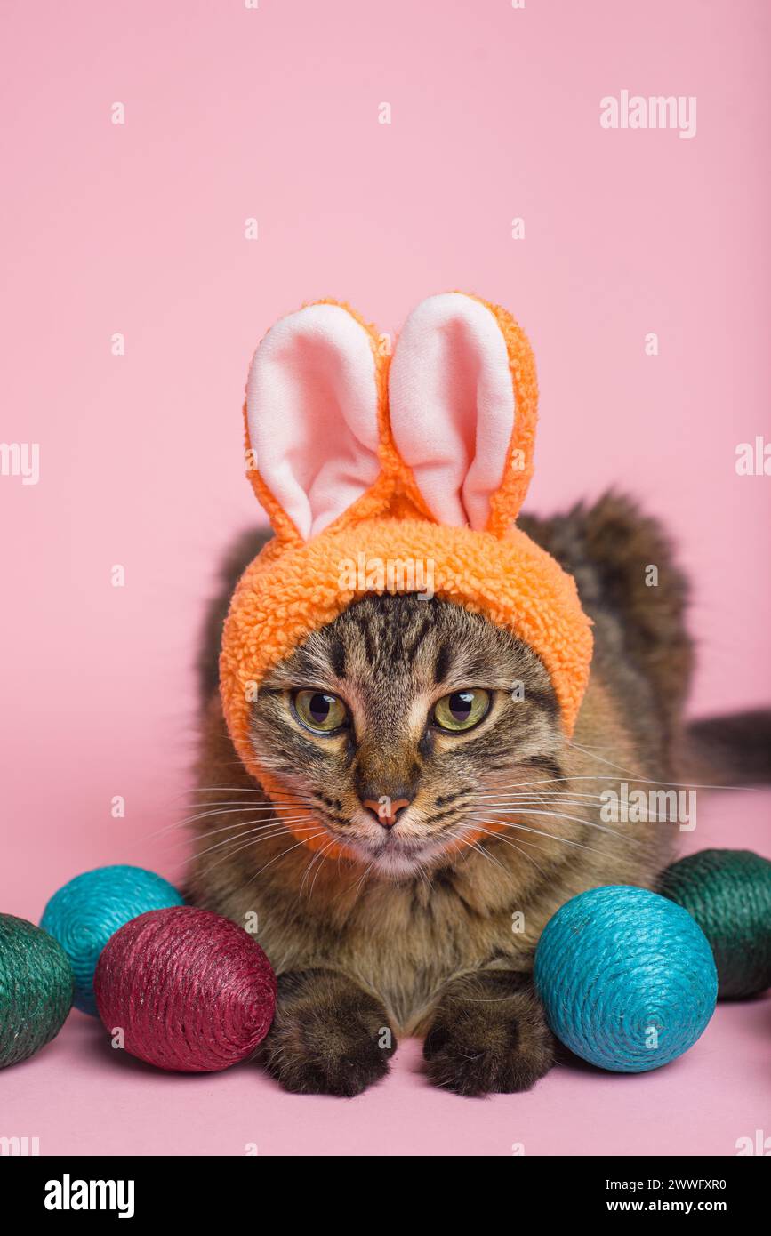 Easter Bunny. Tabby cat with bunny ears and easter eggs on pink ...