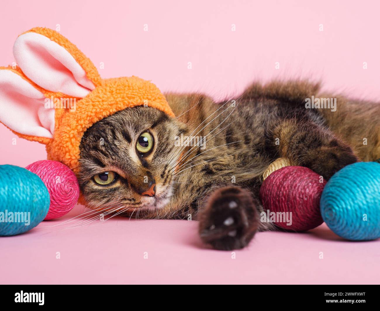 Easter Bunny. Tabby cat with bunny ears and easter eggs on pink ...