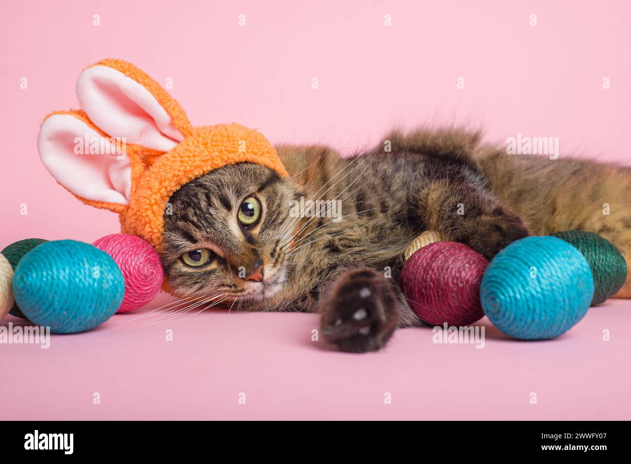 Easter Bunny. Tabby cat with bunny ears and easter eggs on pink ...