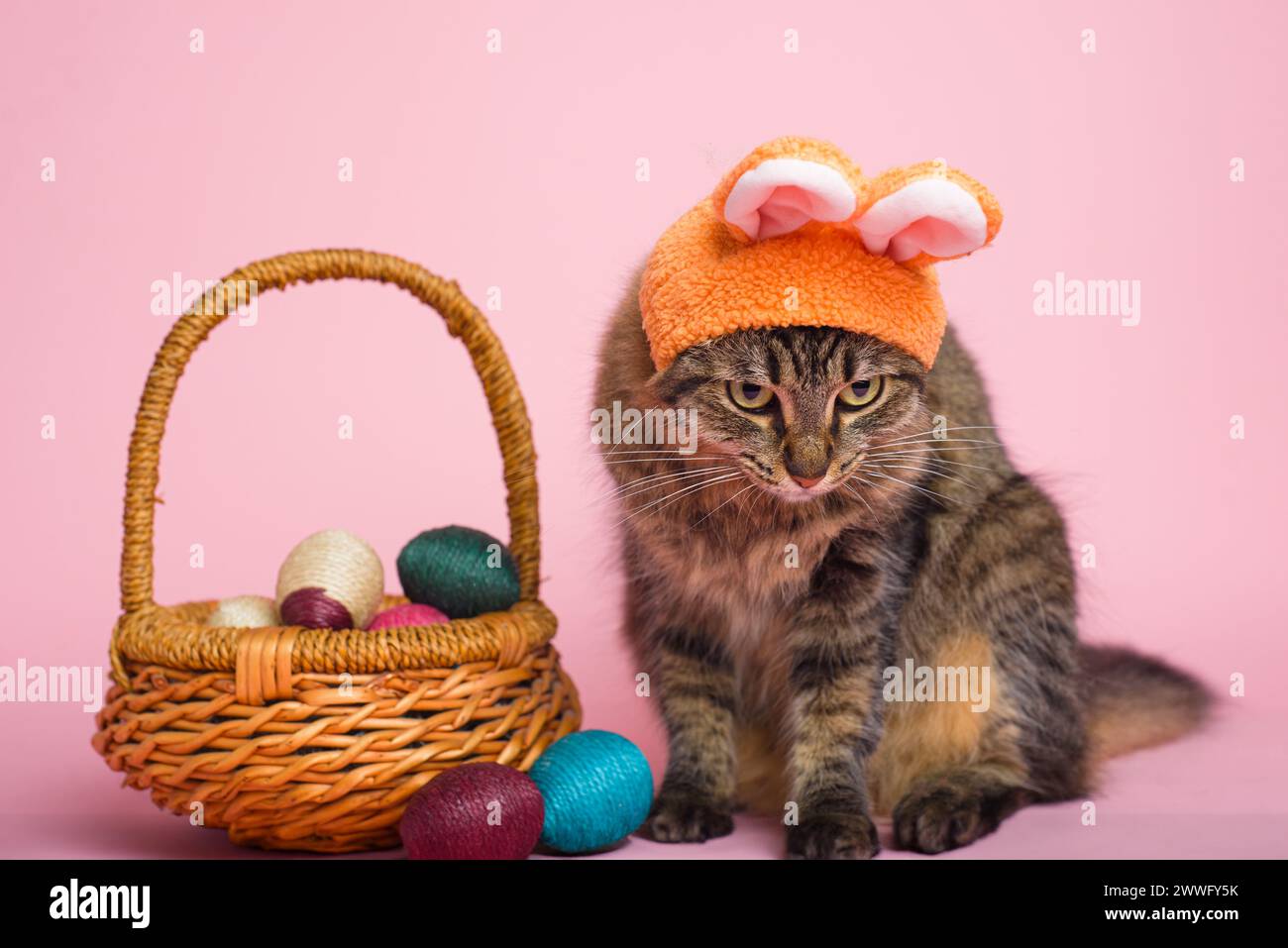 Easter Bunny. Tabby cat with bunny ears and easter eggs on pink ...