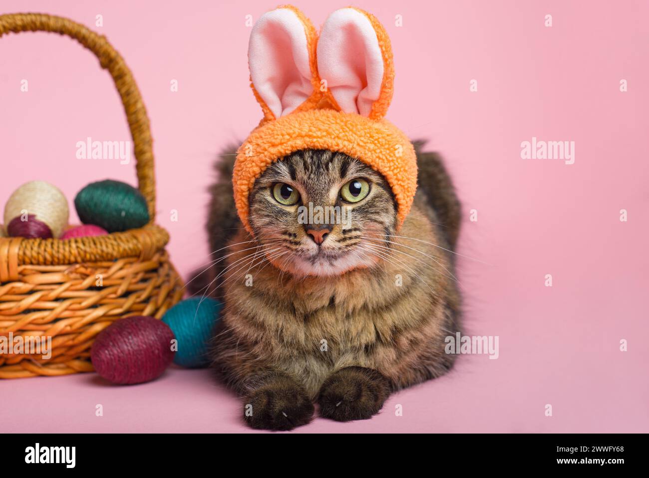 Easter Bunny. Tabby cat with bunny ears and easter eggs on pink ...
