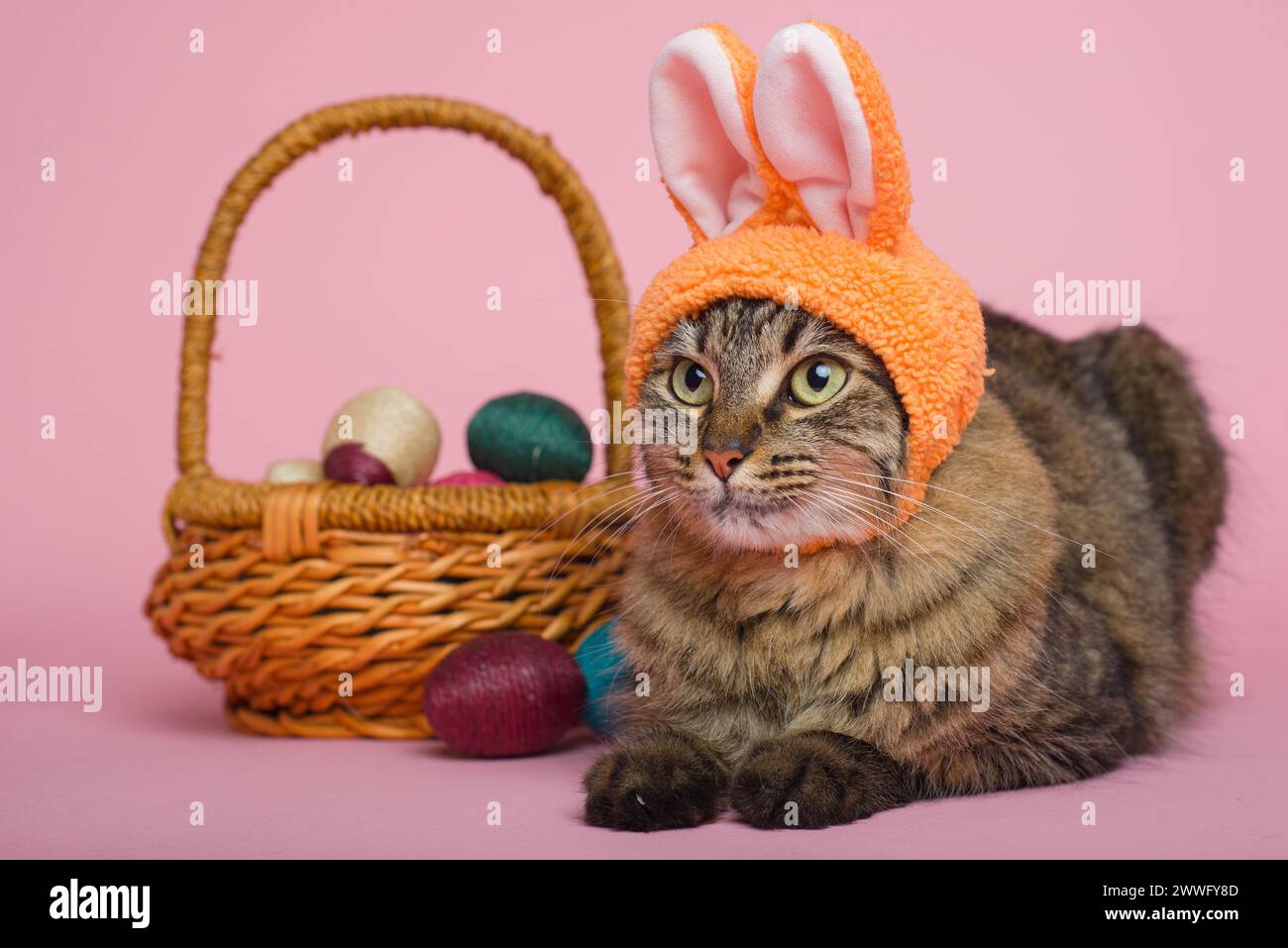 Easter Bunny. Tabby cat with bunny ears and easter eggs on pink ...
