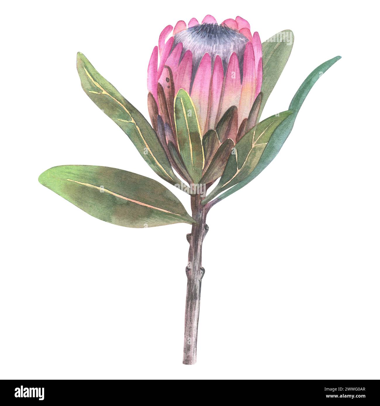 Light pink tropical protea watercolor. Hand drawn floral watercolor ...