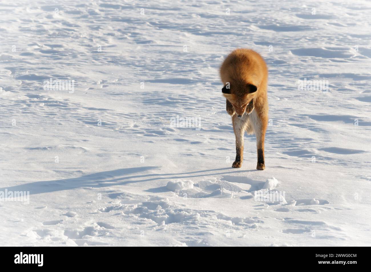 Red fox and snow and pouncing hi-res stock photography and images - Alamy