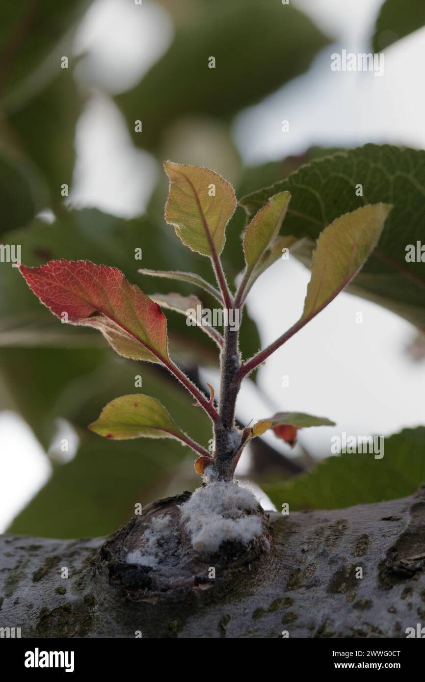 Woolly apple aphid and new shoot on apple tree branch Stock Photo - Alamy