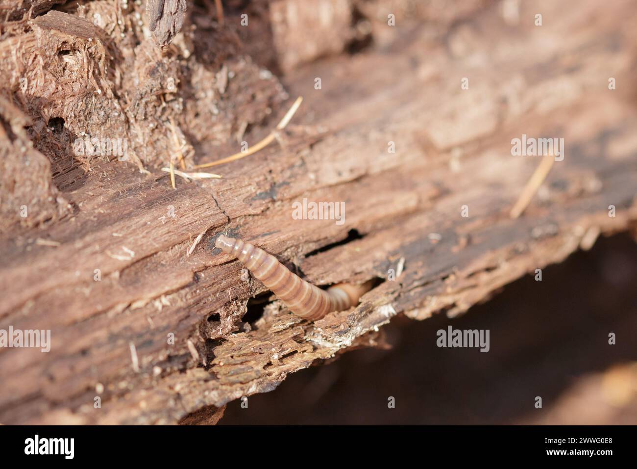 Worm crawling out of rotten tree log Stock Photo - Alamy