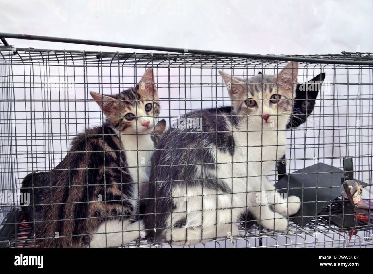 picture of tanimal trapping, trapping, setting of traps Stock Photo - Alamy