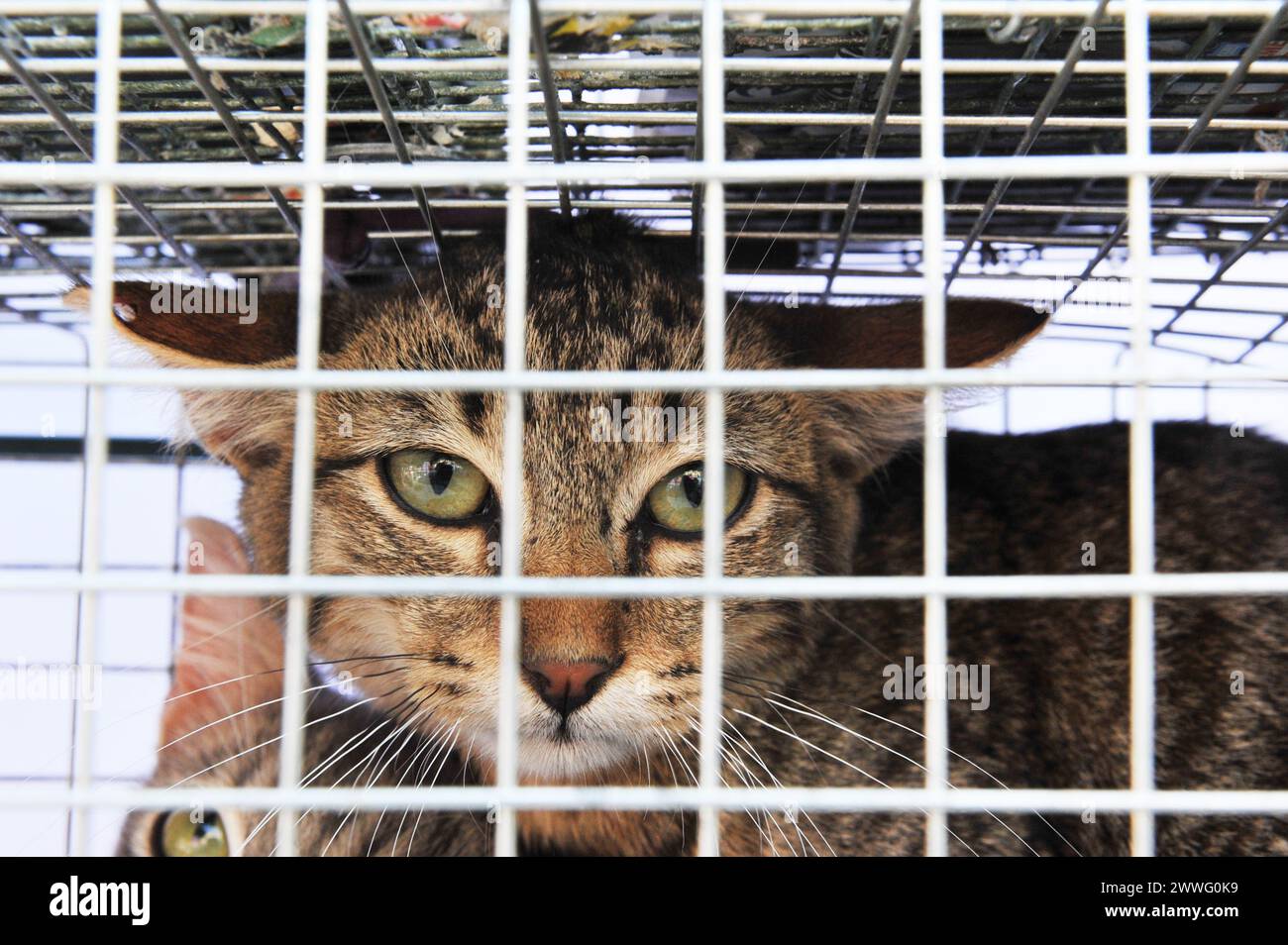 picture of two feral cats in a cage Stock Photo - Alamy