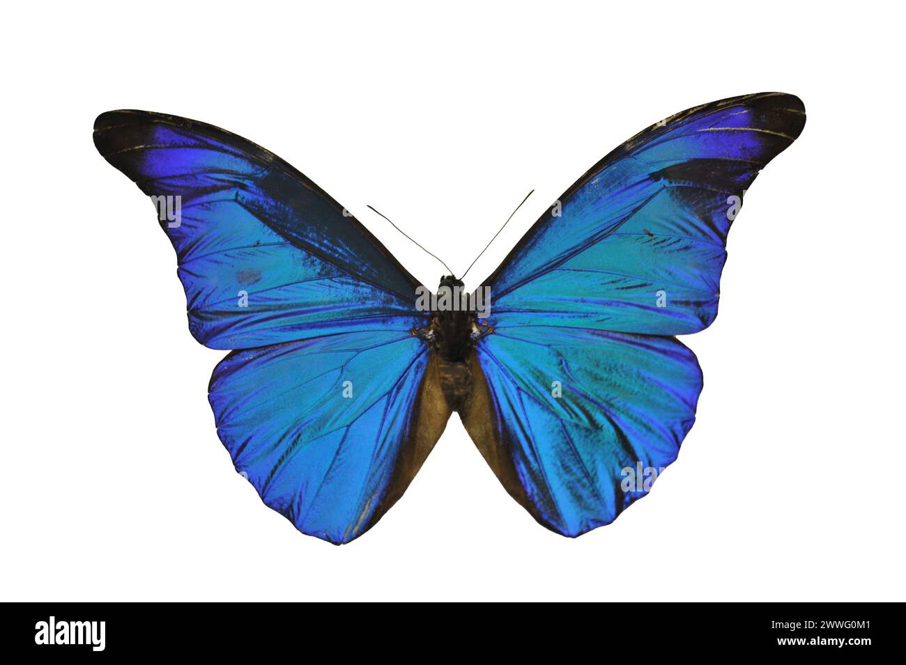 Blue Butterfly Species