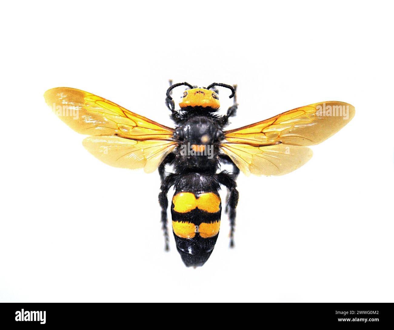 Vespa mandarinia in front of white background Stock Photo - Alamy