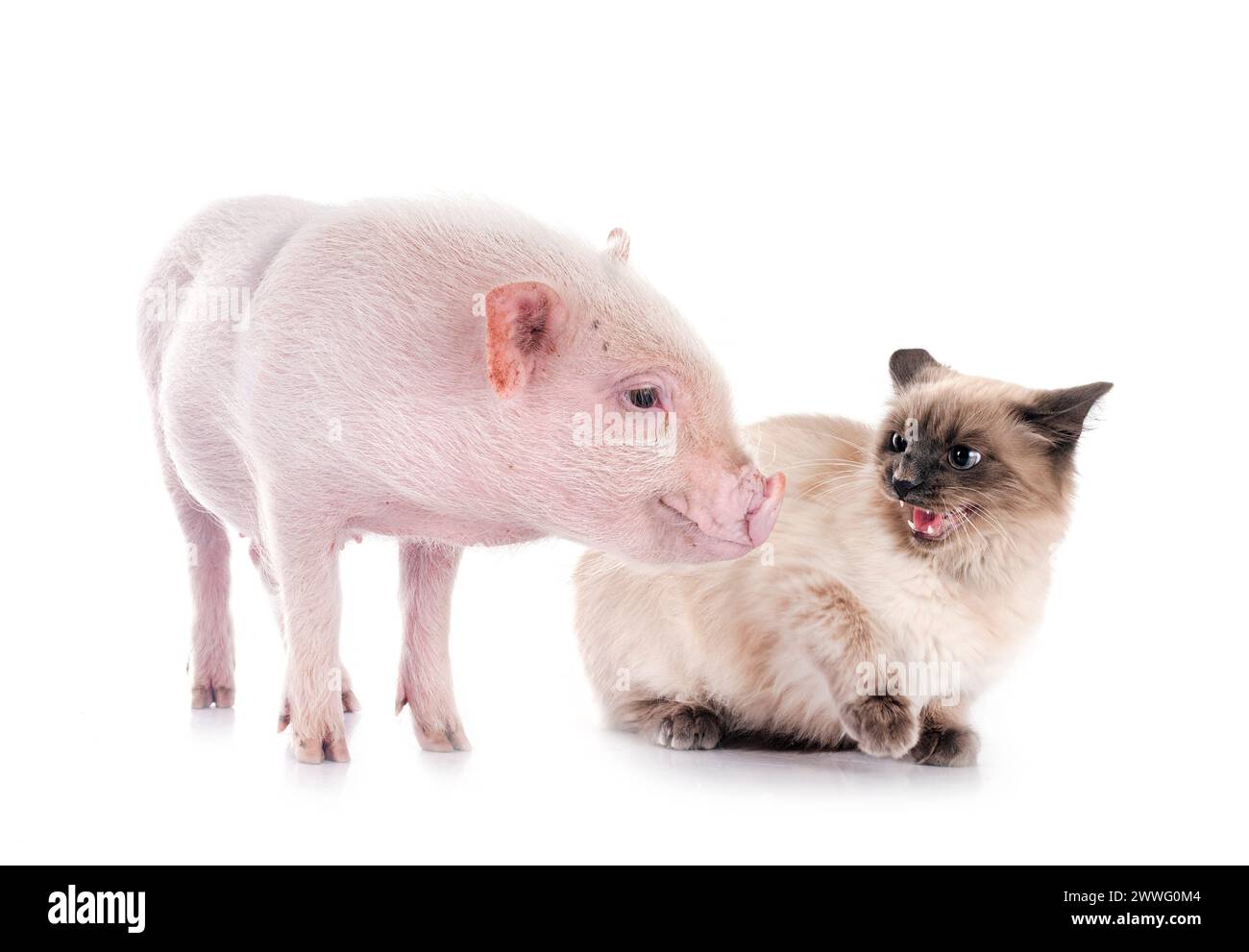 pink miniature pig and siamese cat in front of white background Stock ...