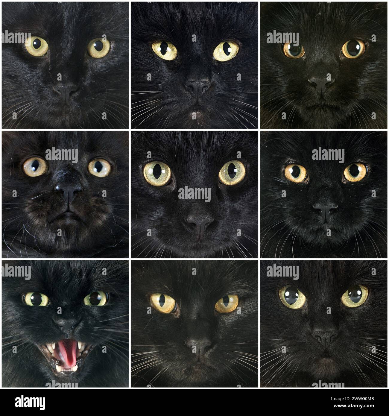 picture of nine portrait of black cats Stock Photo - Alamy
