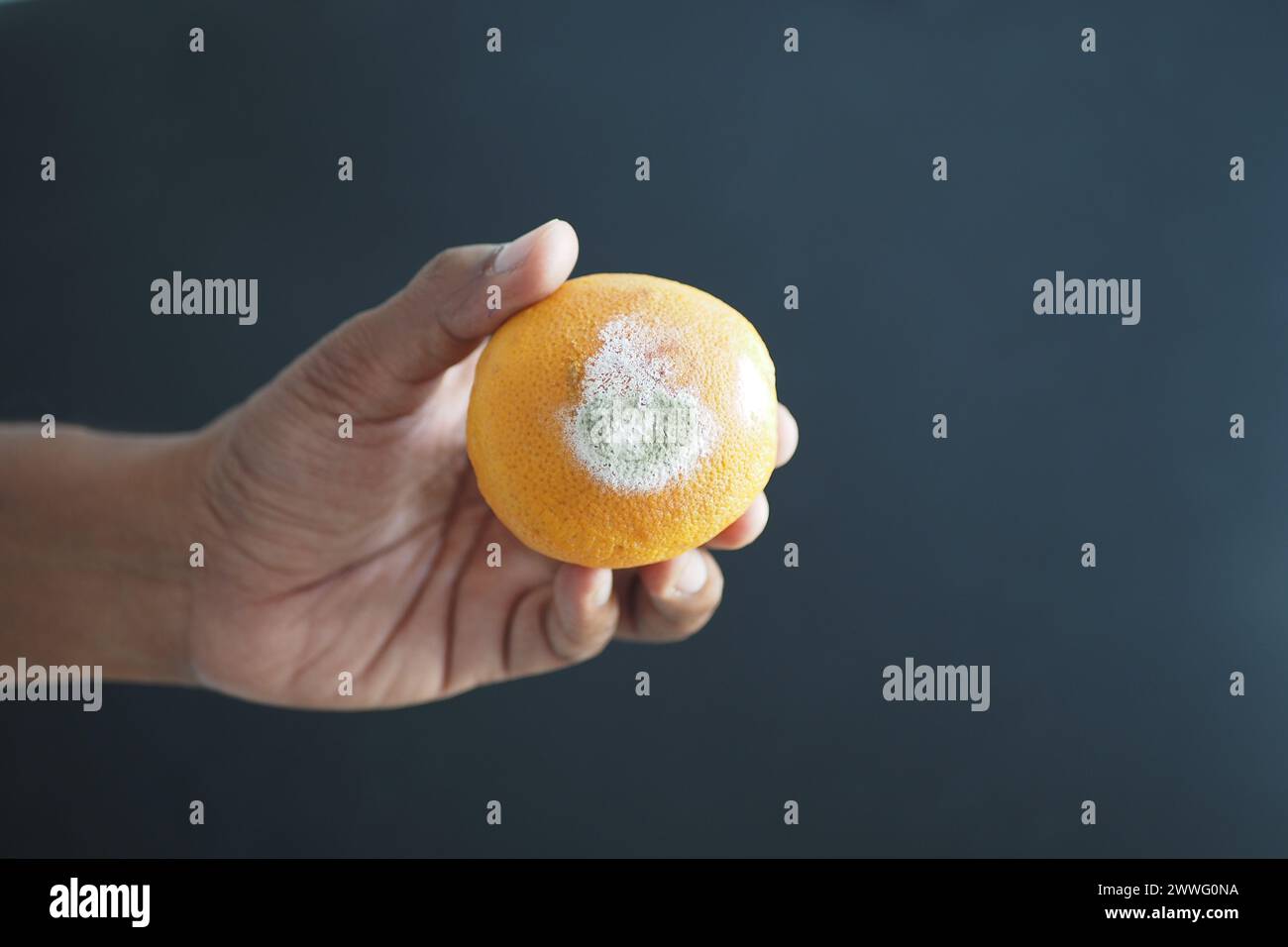 hand holding a Rotten orange. Moldy orange Stock Photo - Alamy