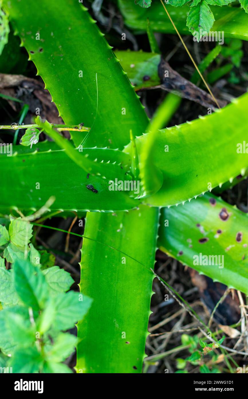 Aloe vera is a medicinal plant with antioxidant and antibacterial ...