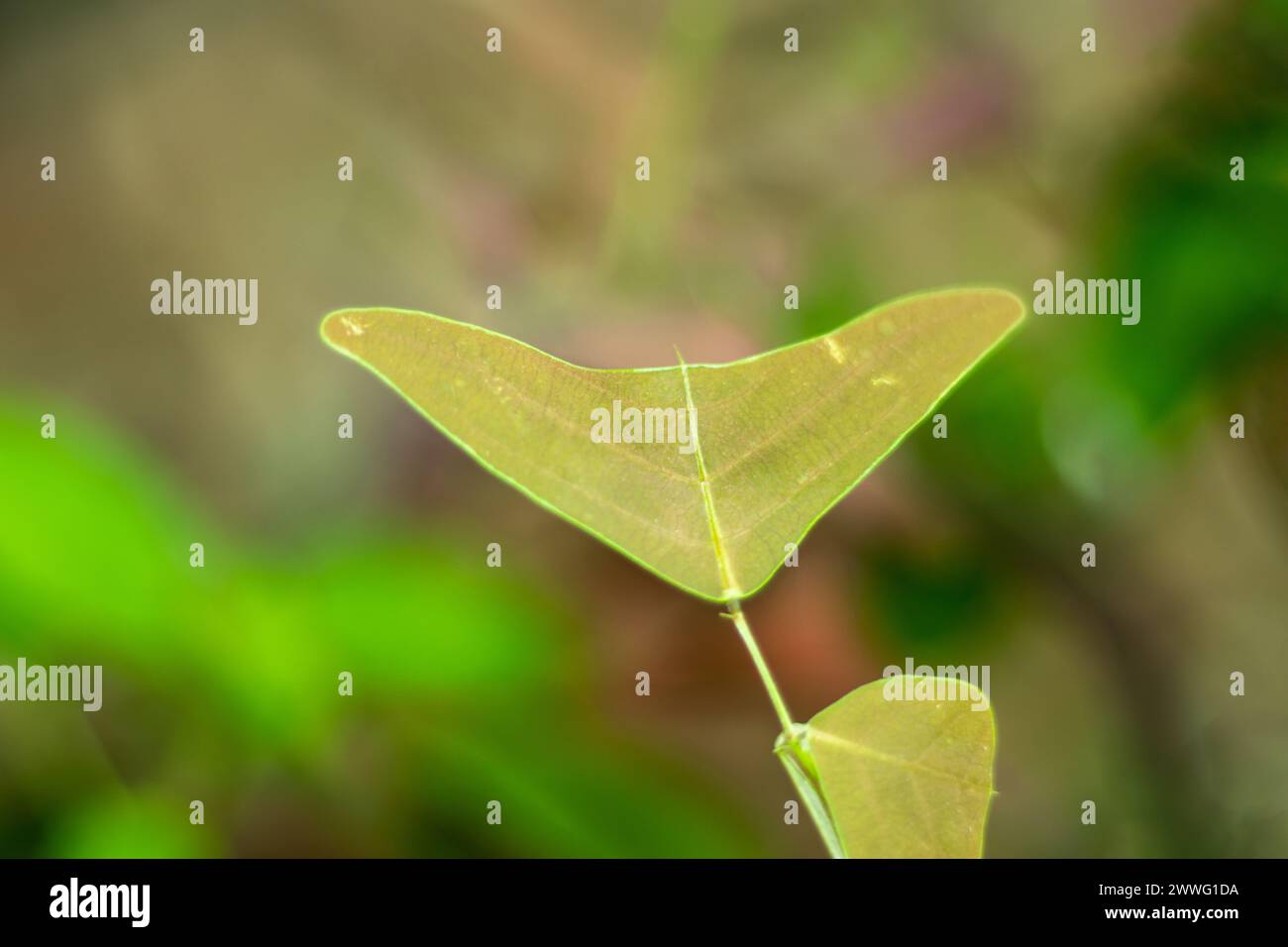 Dainty plant with a zigzag pattern and butterfly-shaped leaves. Red ...