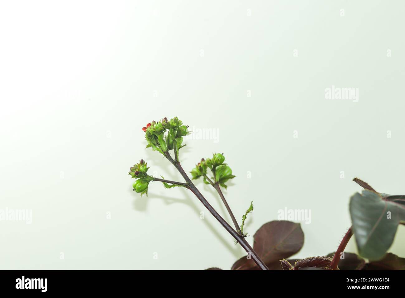 It is a vegetal species widely known as bellyache bush and is a ...