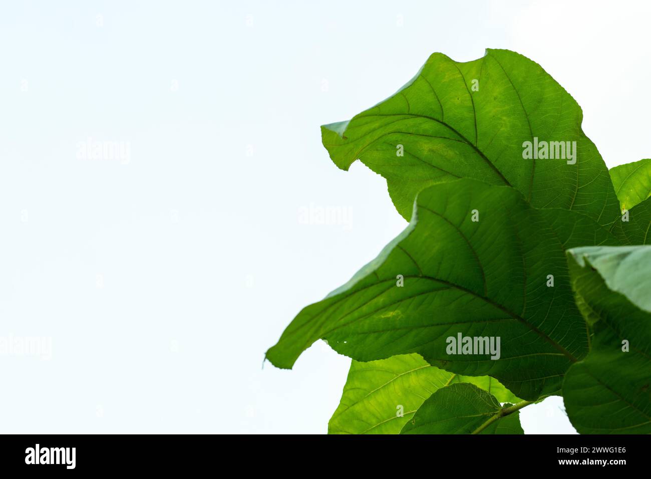 Ficus simplicissima leaves on isolated white background, palmately ...