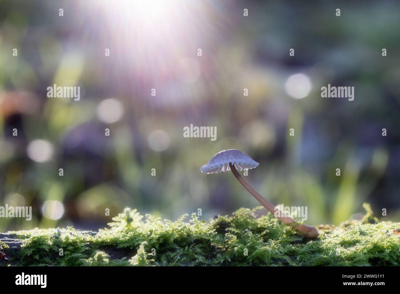 Common Bonnet mushroom [ Mycena galericulata ] backlit on mossy log ...