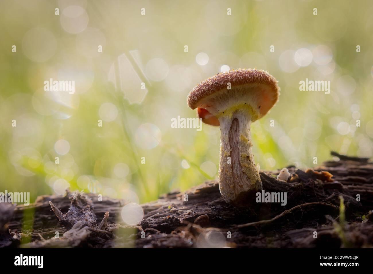 Honey fungus armillaria sp hi-res stock photography and images - Alamy
