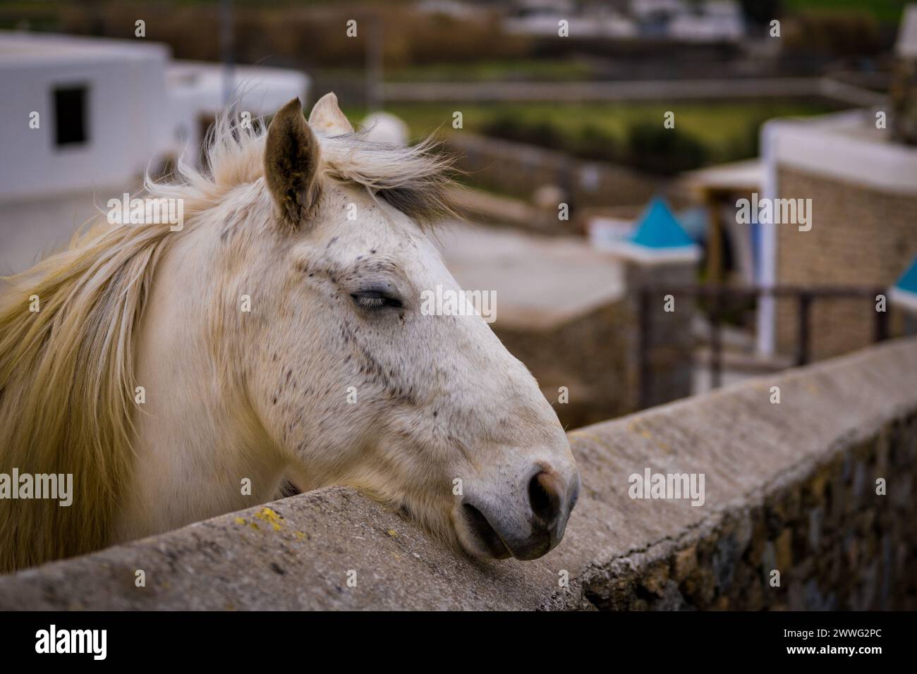A pensive white horse with a windswept mane stands in a rural enclosure ...