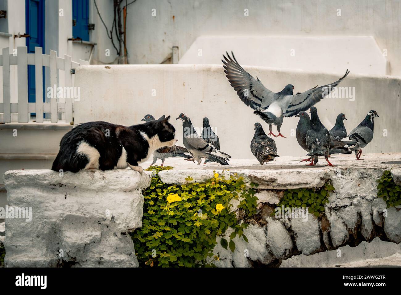 A pigeon takes flight in a blur of wings as a cat approaches ...