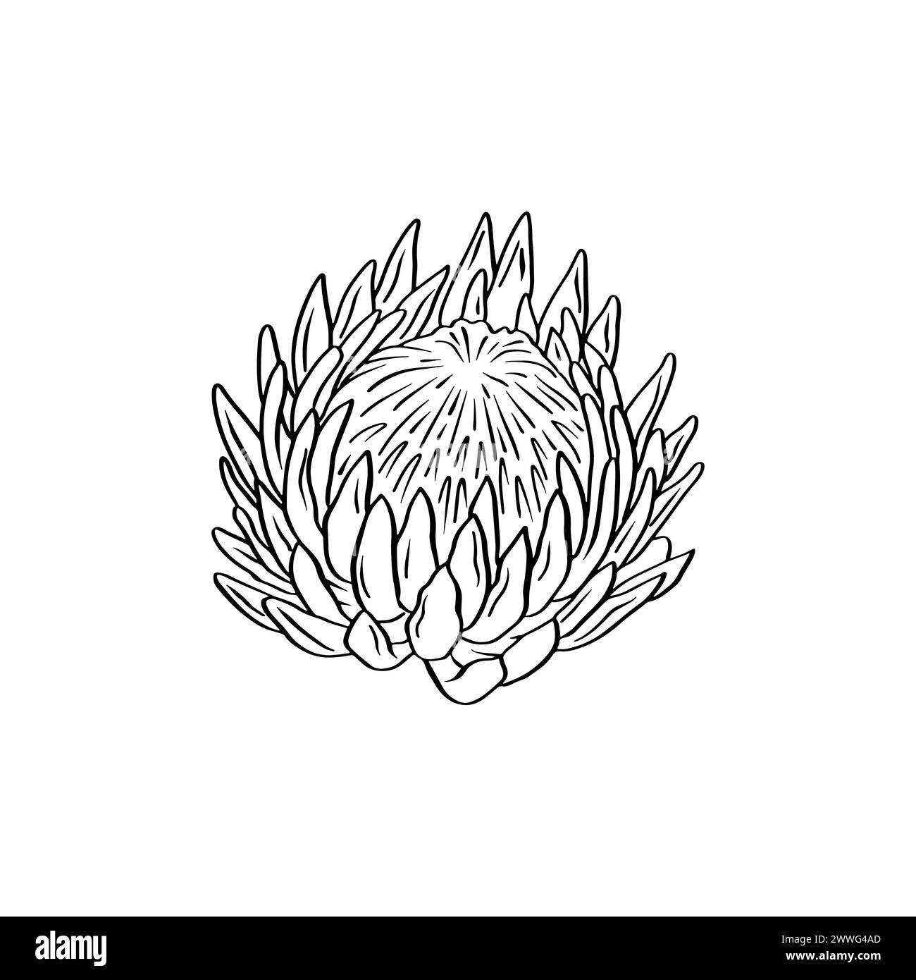 Protea silhouette Stock Vector Images - Alamy