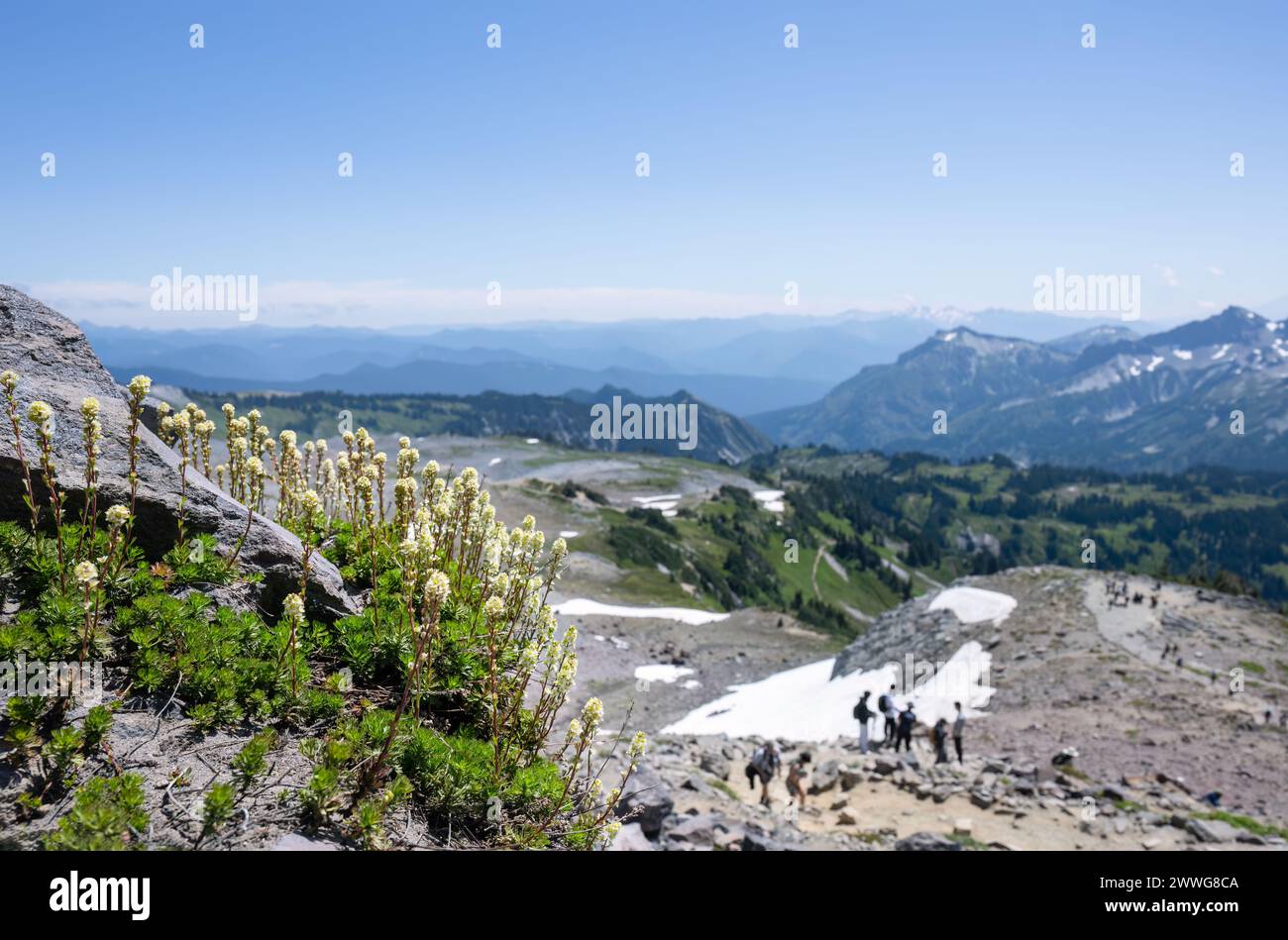 White wildflowers Partridge-foot (Luetkea pectinate) at Skyline Trail ...
