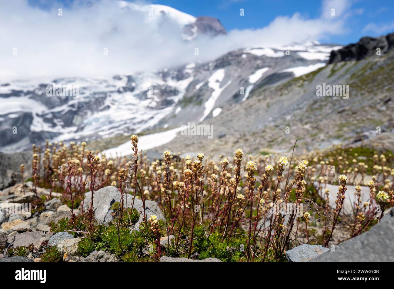 White wildflowers Partridge-foot (Luetkea pectinate) at Skyline Trail ...