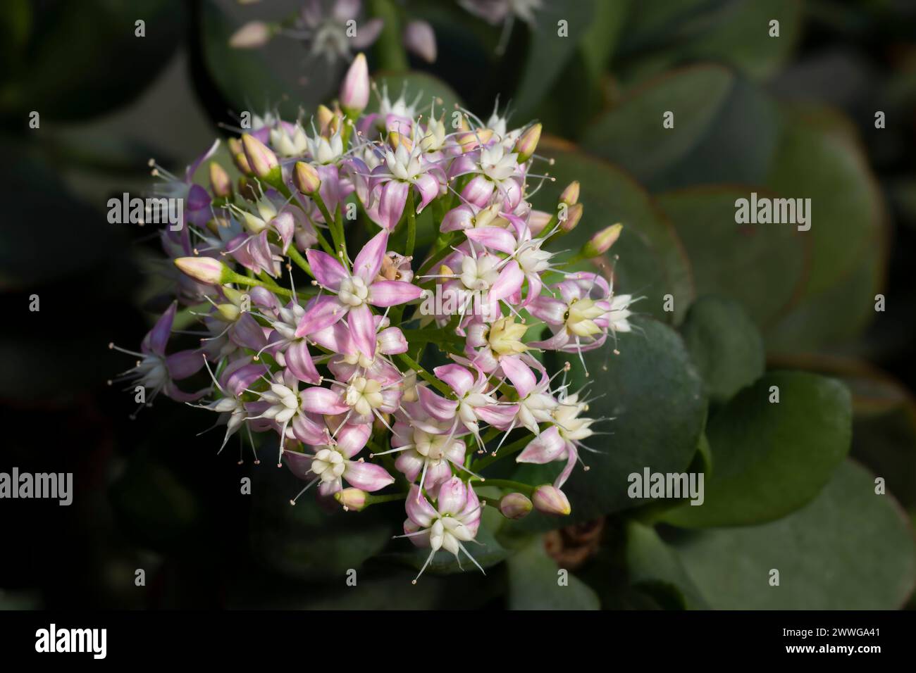 Gewelltblättriges Dickblatt Crassula arborescens, subspec undulatifolia ...