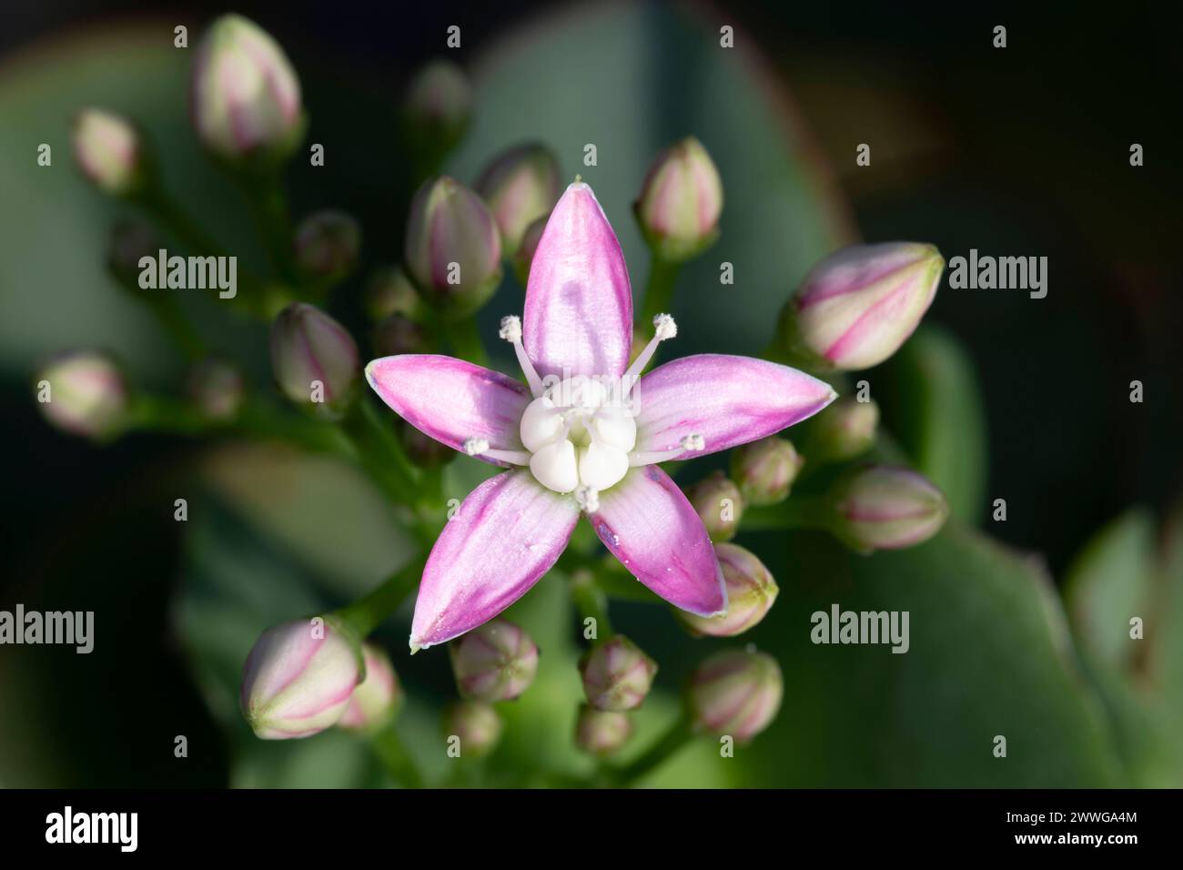 Gewelltblättriges Dickblatt Crassula arborescens, subspec undulatifolia ...