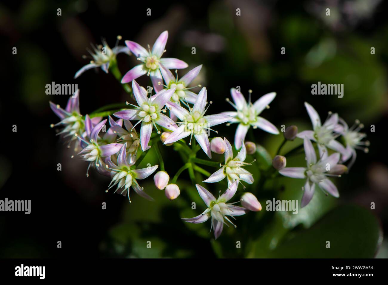 Geldbaum , Pfennigbaum, Portulak Dickblatt Crassula ovata, Südafrika ...