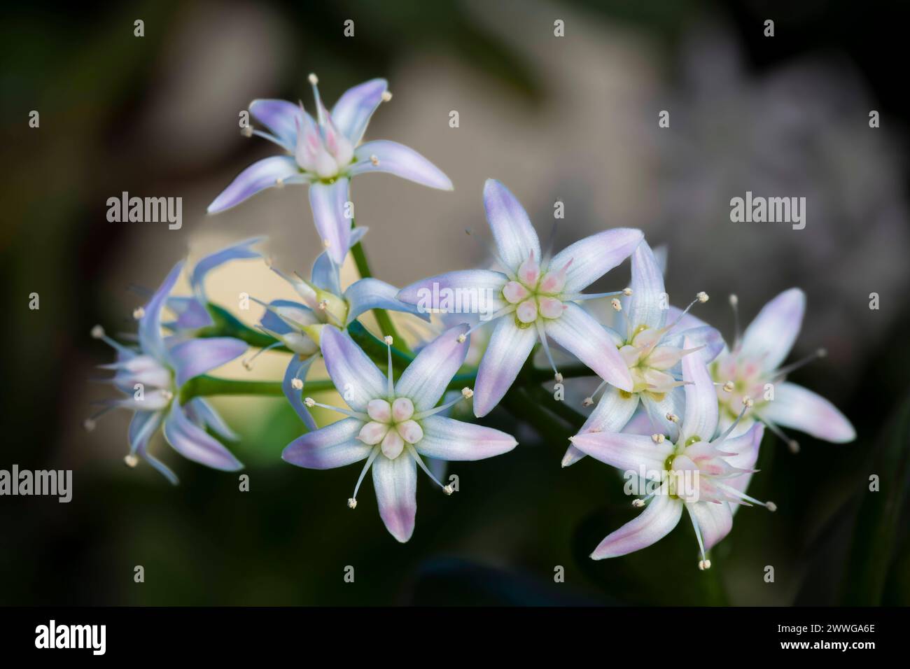 Geldbaum , Portulak Dickblatt Crassula ovata, Südafrika, Afrka mcpins ...