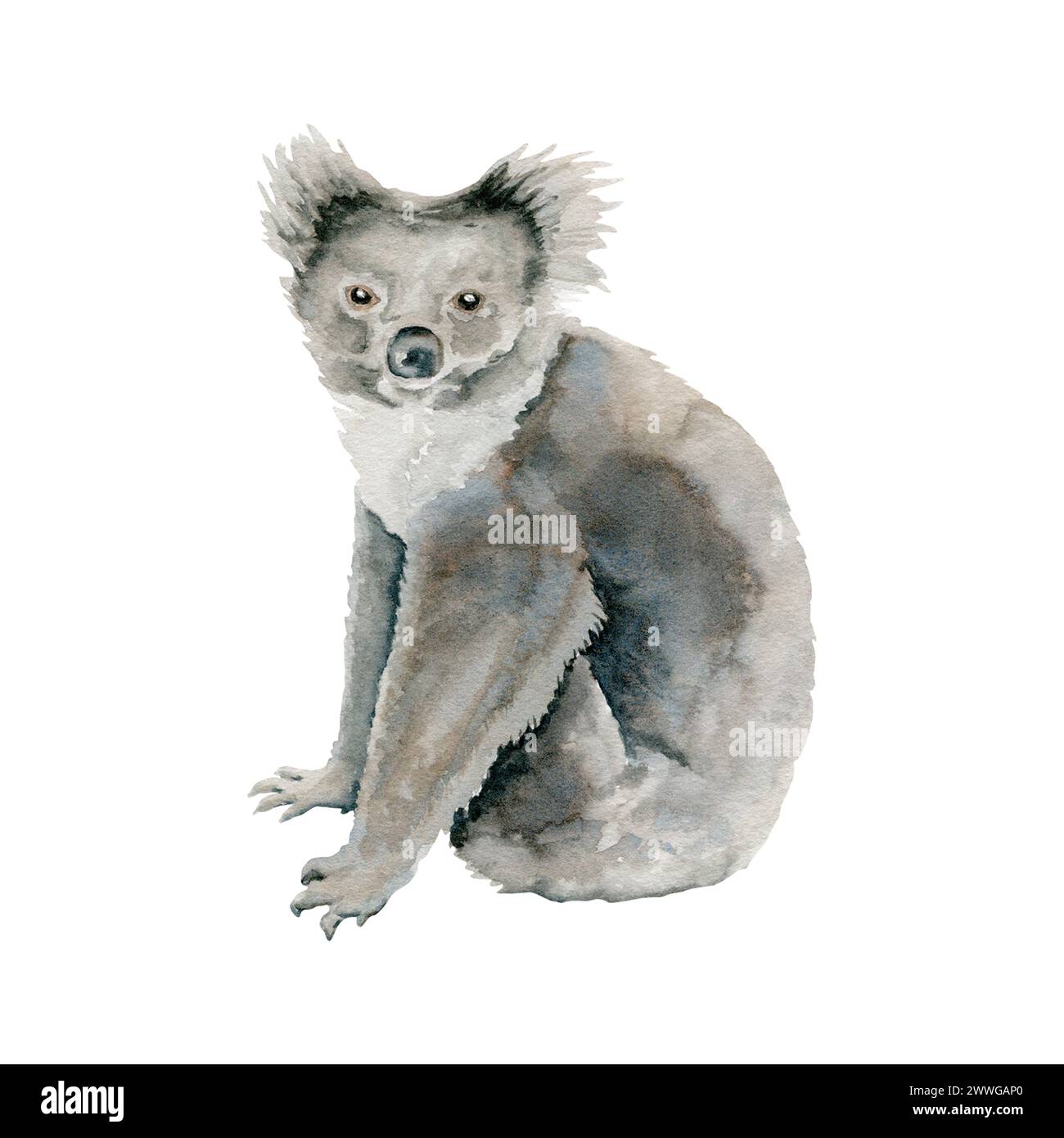 Koala Bear. Grey Indigenous Australian native marsupial animal ...