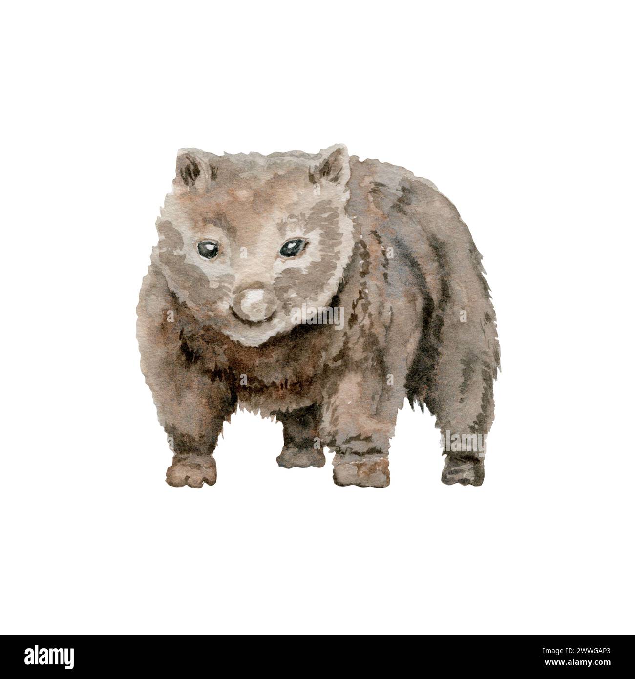 Wombat illustration. Australian native marsupial nocturnal animal ... Wombat illustration. Australian native marsupial nocturnal animal ...