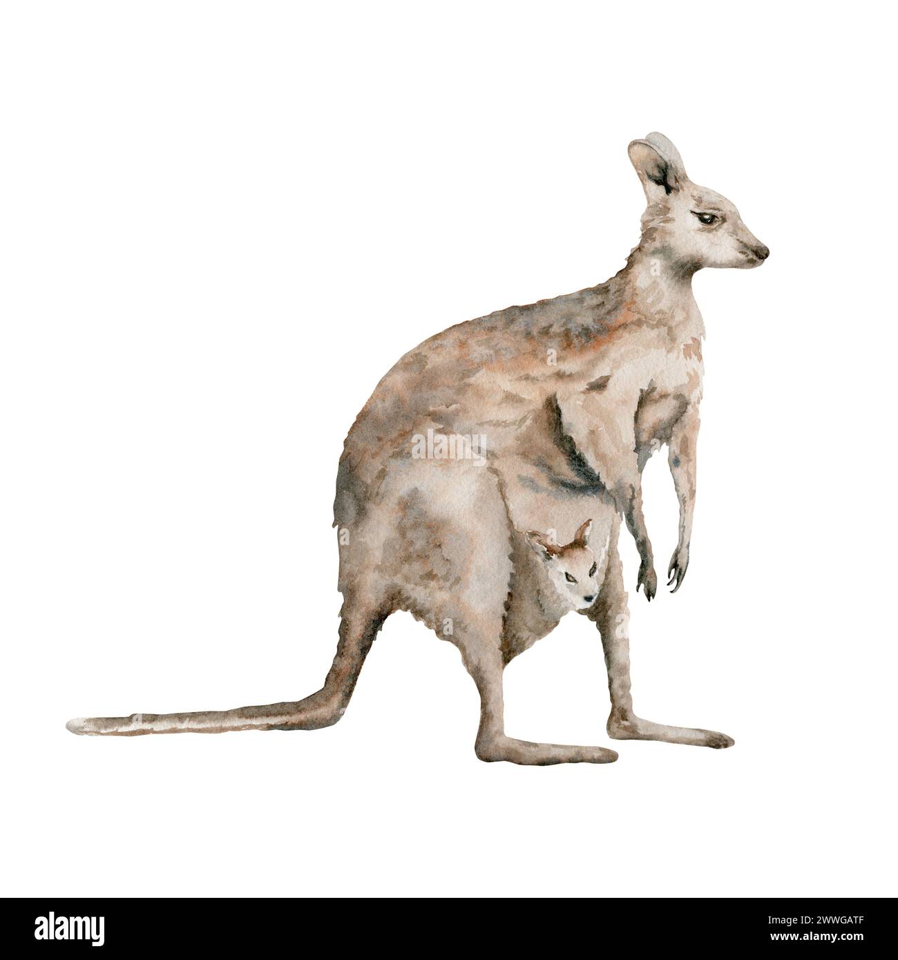 Grey Kangaroo. Indigenous Australian native marsupial animal ...