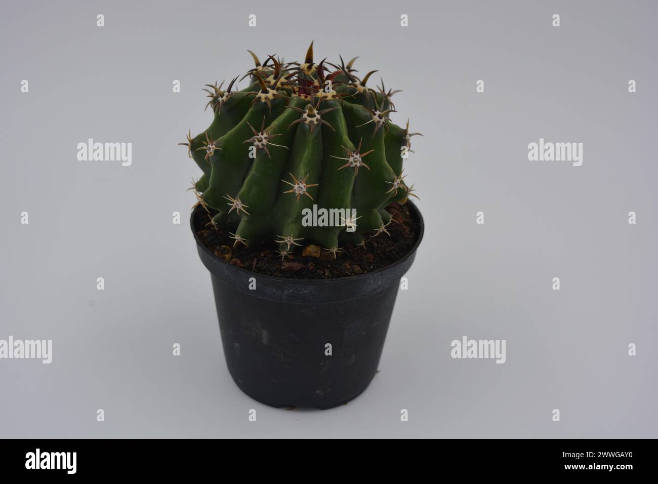 Houseplants, a large and wide green cactus with long spines. An ...
