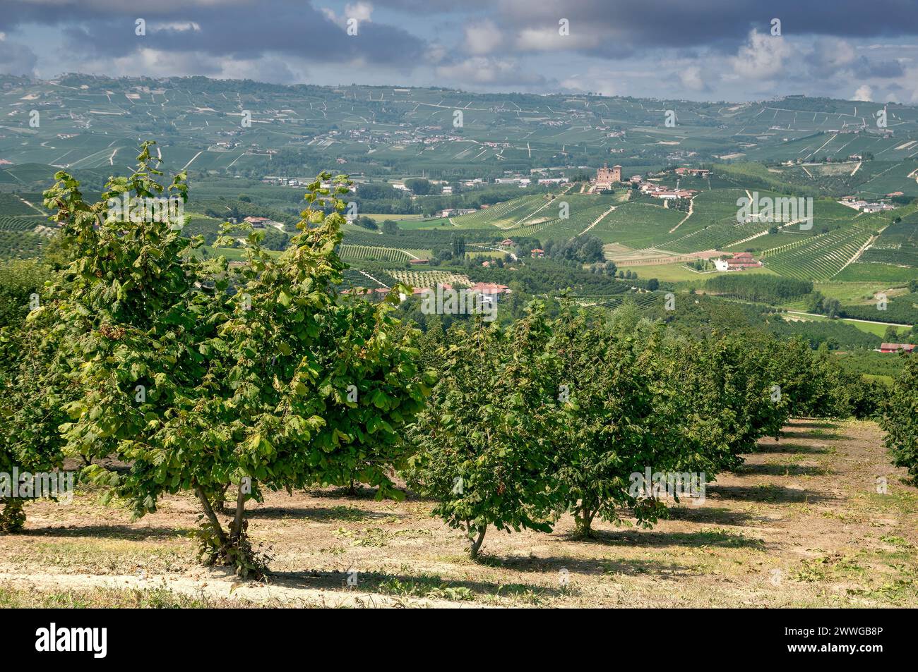 Hazelnut Plantation in Piedmont,Italy Stock Photo - Alamy