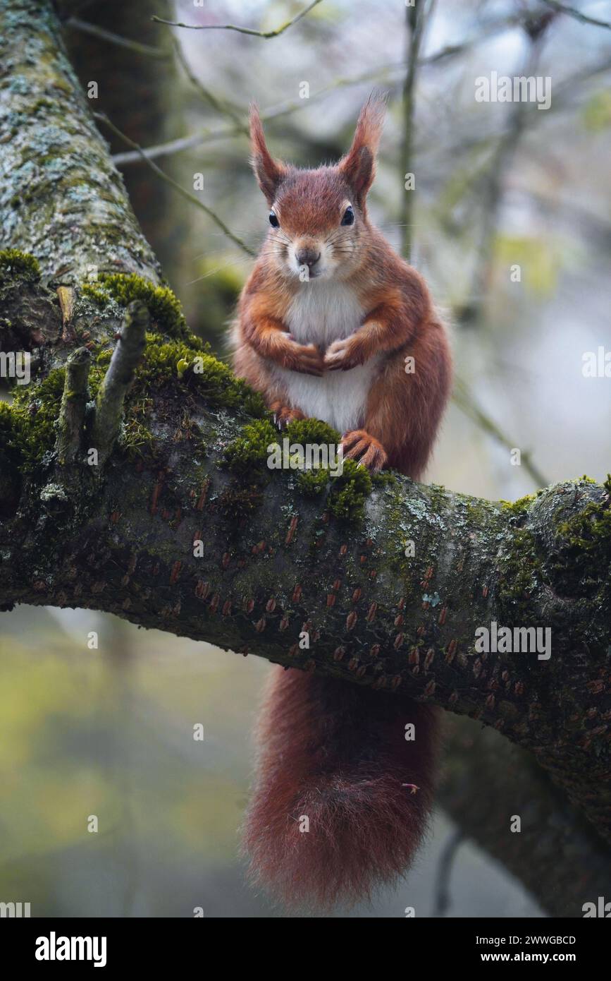 Eichhörnchen futterhaus hi-res stock photography and images - Alamy
