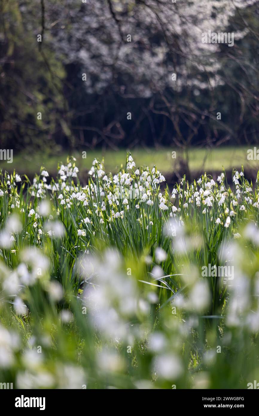 Spring flowers background of beautiful white Leucojum aestivum blooms ...